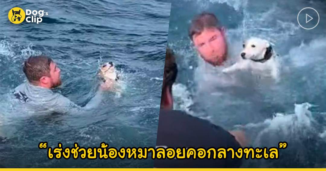 กลุ่มวัยรุ่นฟลอริด้าเร่งกระโดดช่วยน้องหมาตัวน้อยลอยคออยู่กลางทะเลอย่าง ...